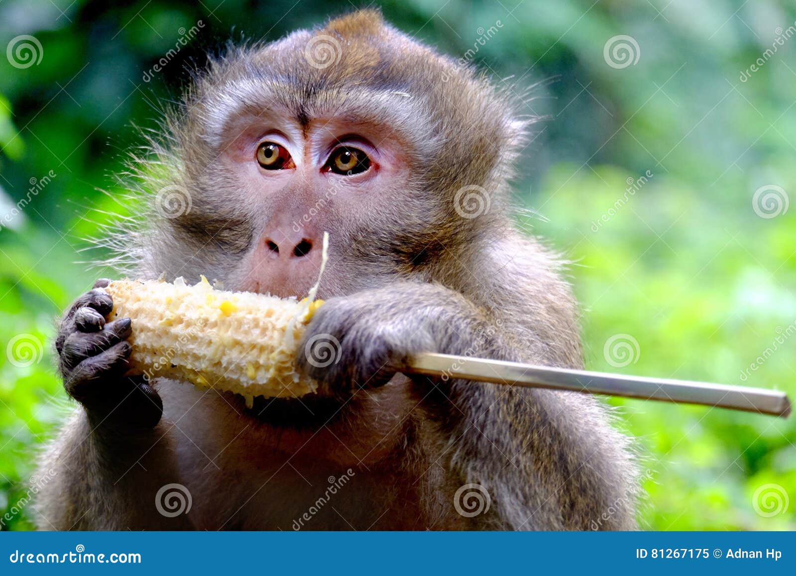 Foto De Monos De Cola Larga Lindos Imagen de archivo - Imagen de ...