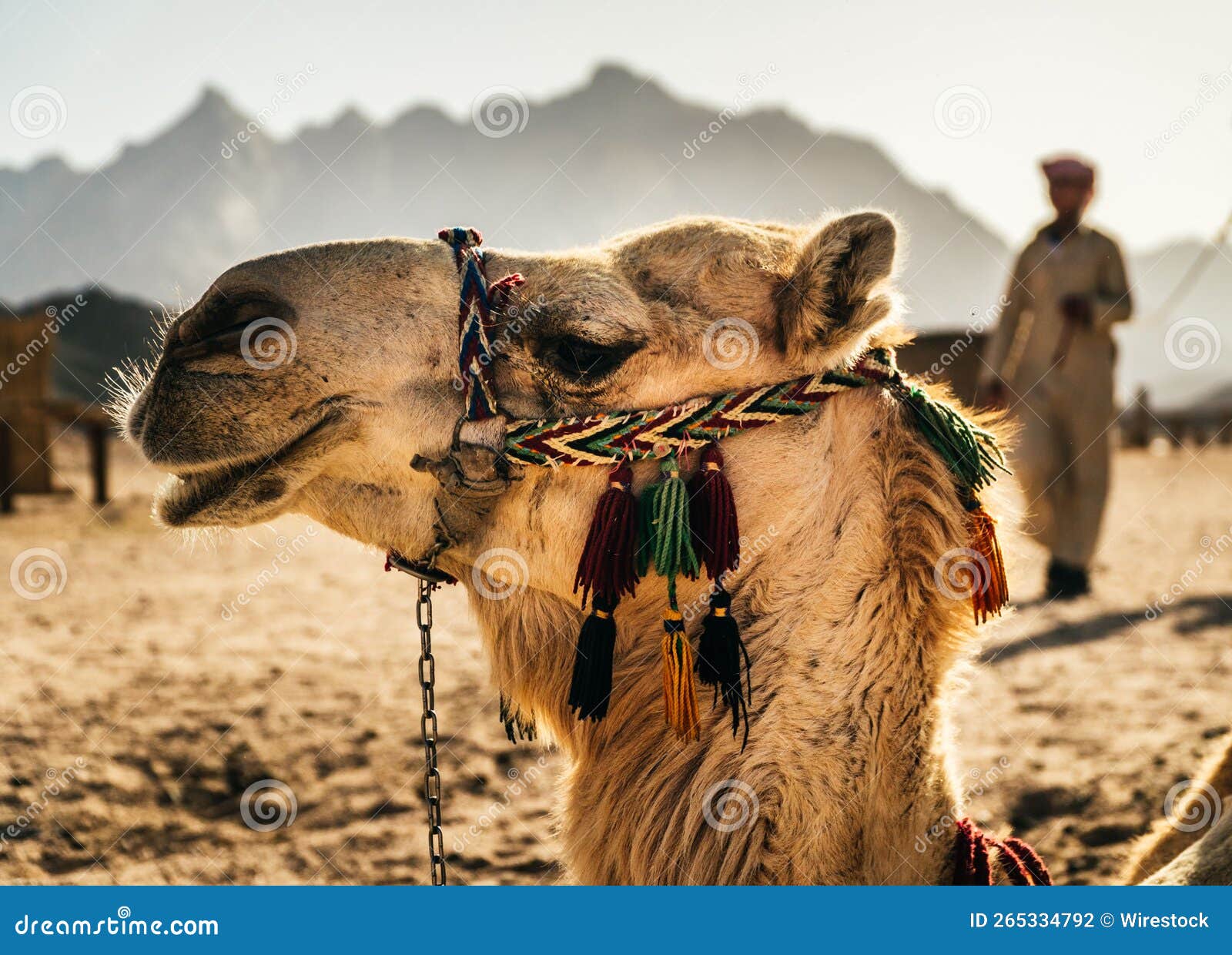 Foto De Um Camelo No Egito. Foto de Stock - Imagem de nave, curso ...