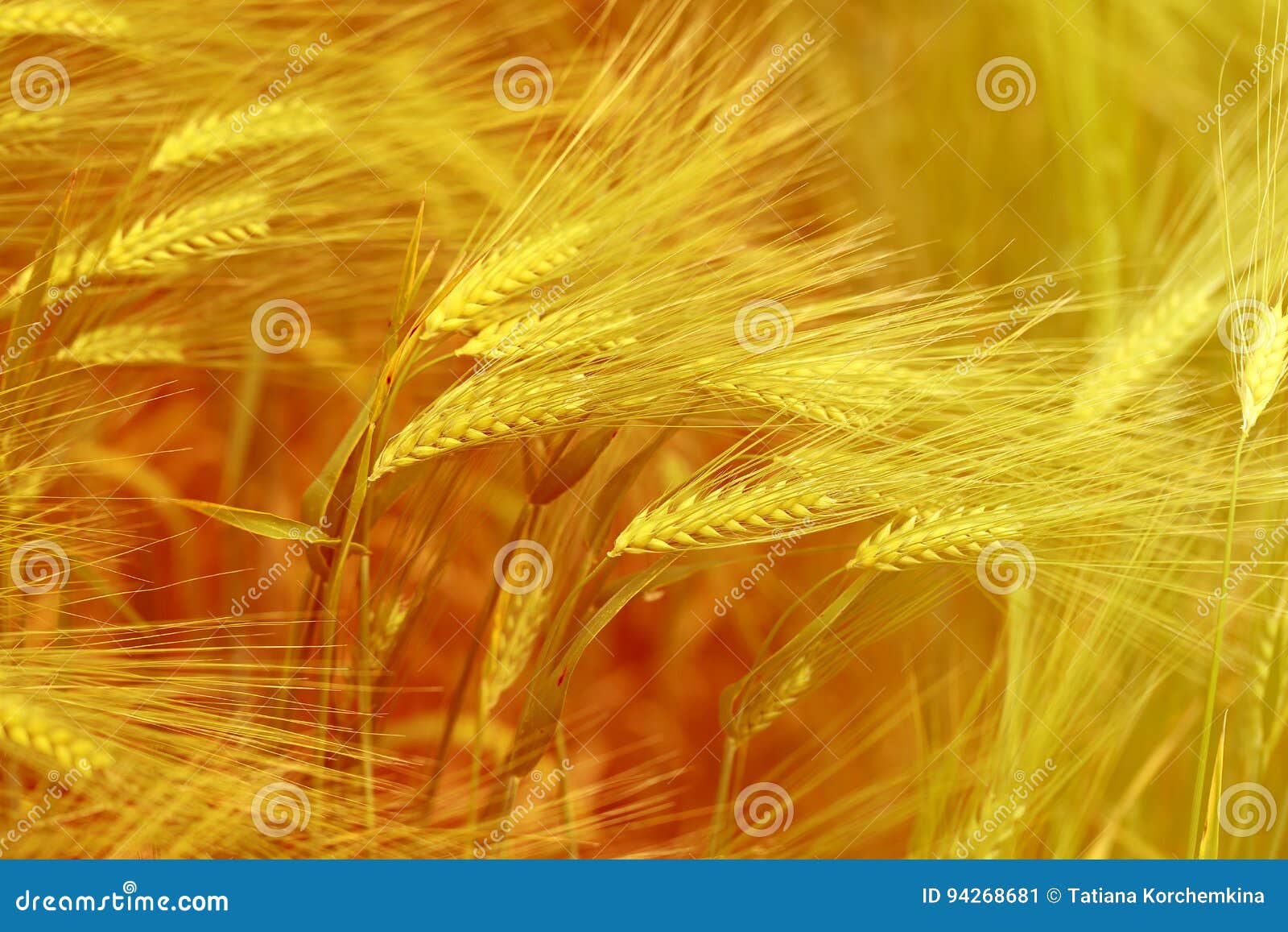 Foto De Um Campo Macro Do Centeio Imagem de Stock - Imagem de cereais ...