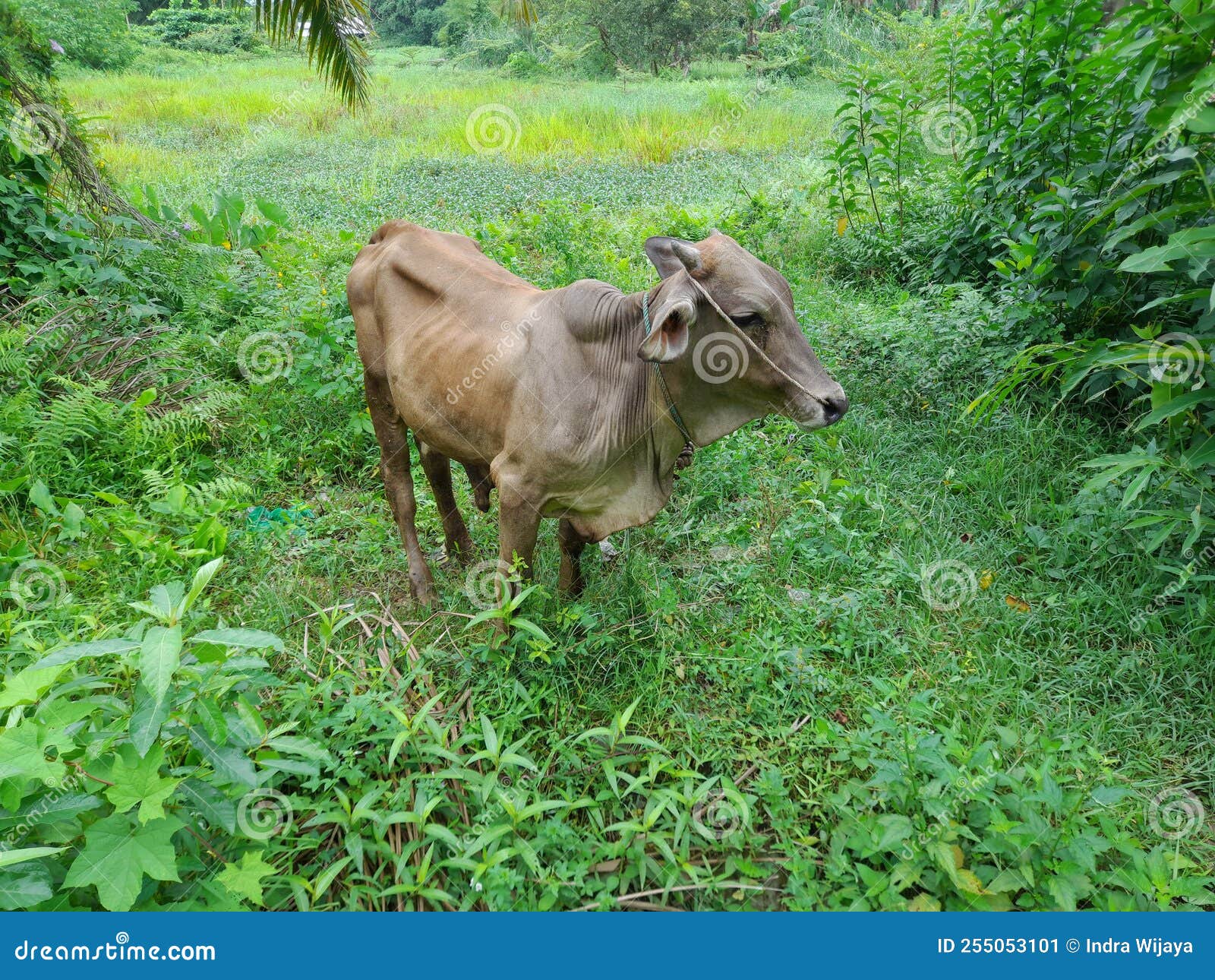 Foto De Uma Vaca Amarrada Comendo Grama Num Campo De Grama Imagem de ...