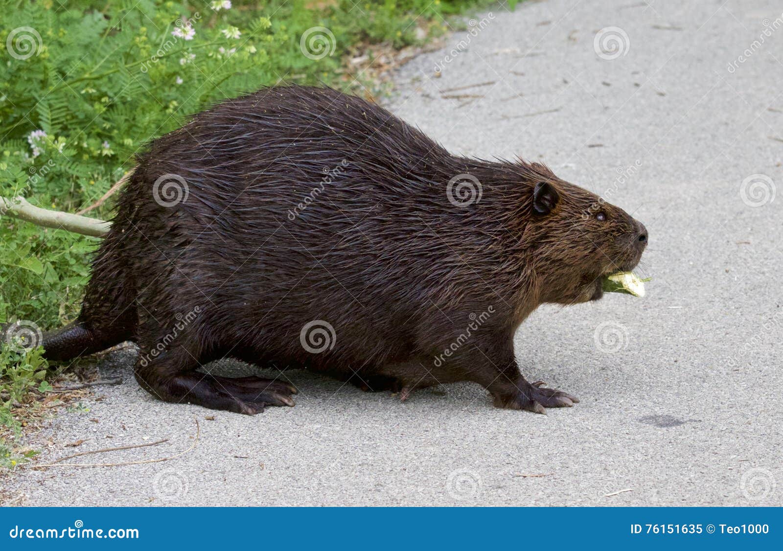 Foto De Un Castor Canadiense Imagen de archivo - Imagen de presas ...