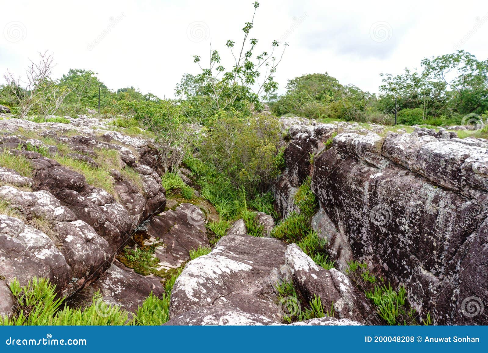 Foto De Un Gran Surco Rocoso En El Bosque Foto de archivo - Imagen de ...