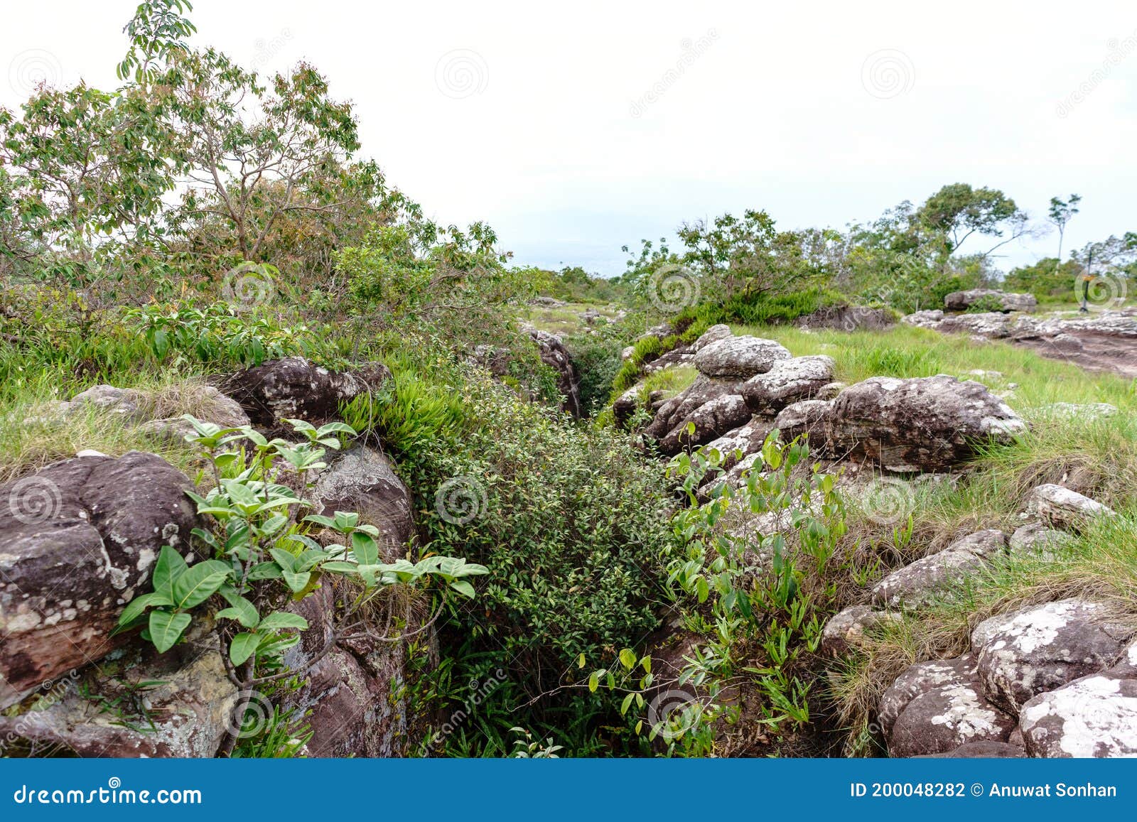 Foto De Un Gran Surco Rocoso En El Bosque Foto de archivo - Imagen de ...