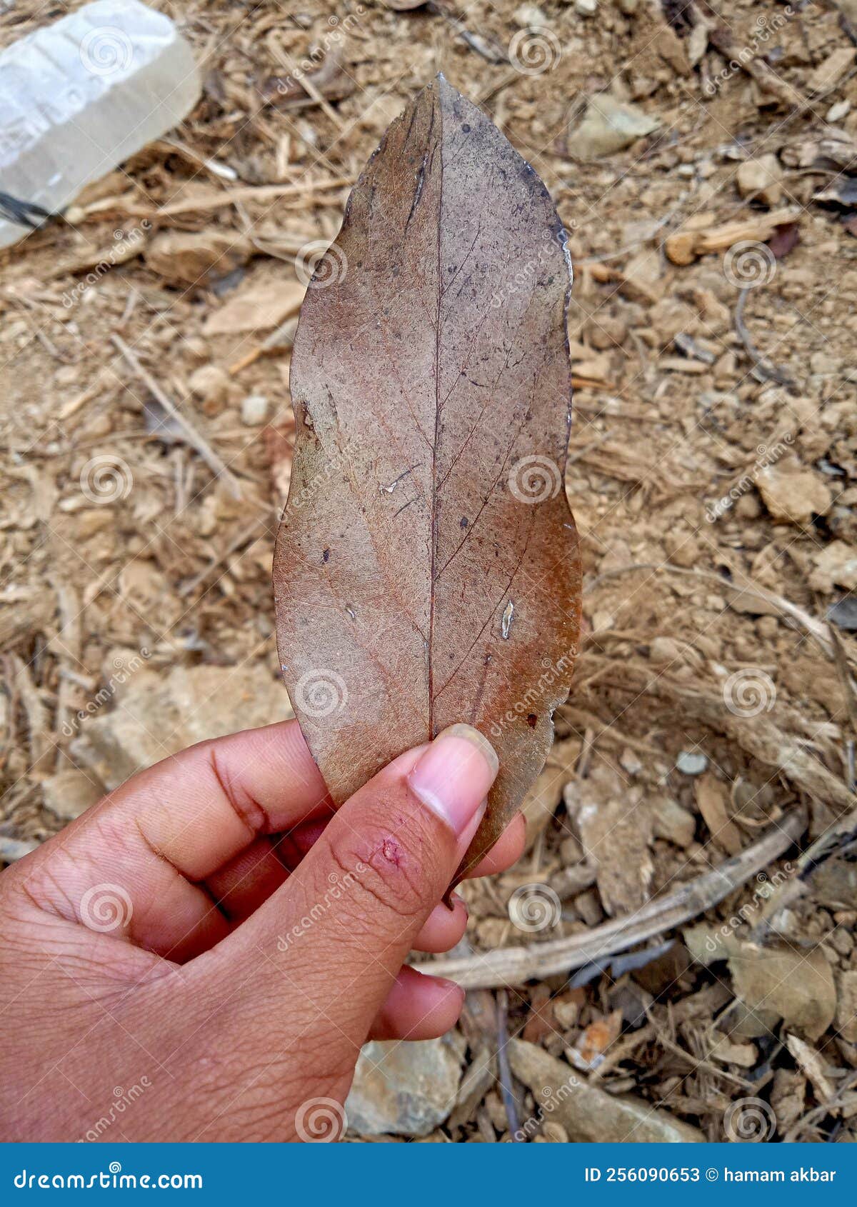Foto De Un Objeto De Hoja Seca En La Mano Imagen de archivo - Imagen de ...