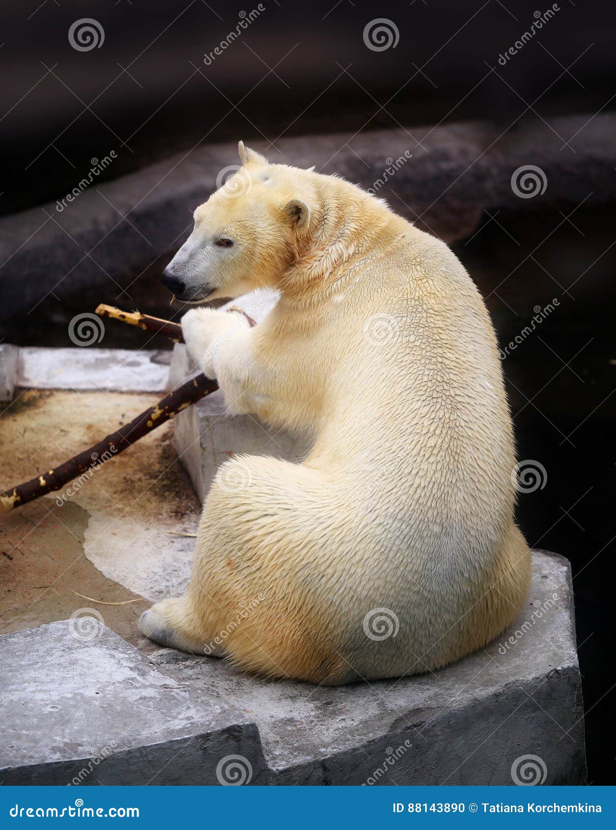 Foto de un oso blanco foto de archivo. Imagen de rusia - 88143890