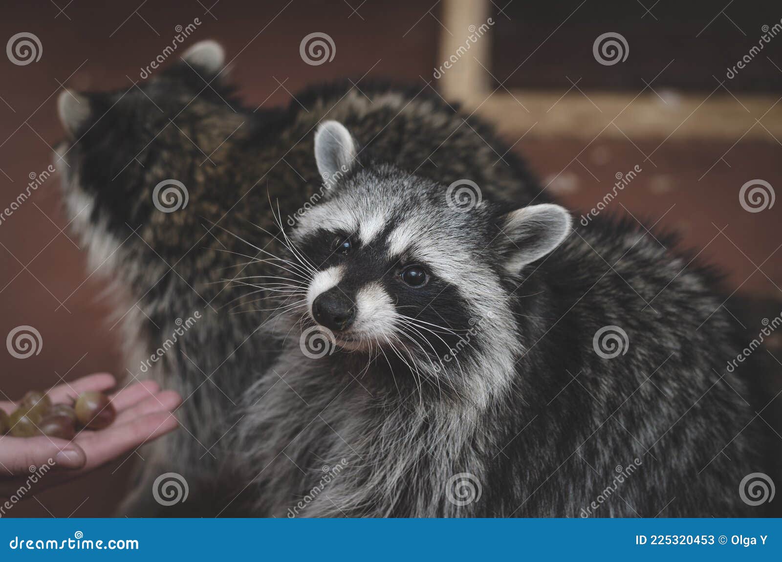 Foto De Un Reloj De Cara De Mapache Y Manos Con Uvas Imagen de archivo ...