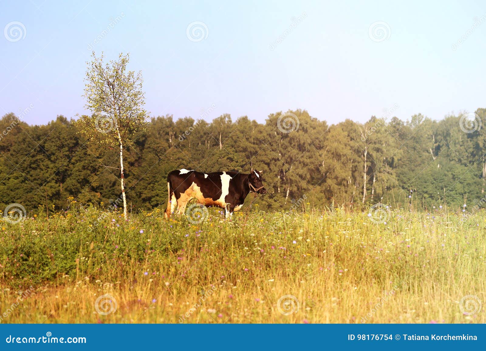 Foto de una vaca hermosa foto de archivo. Imagen de textura - 98176754