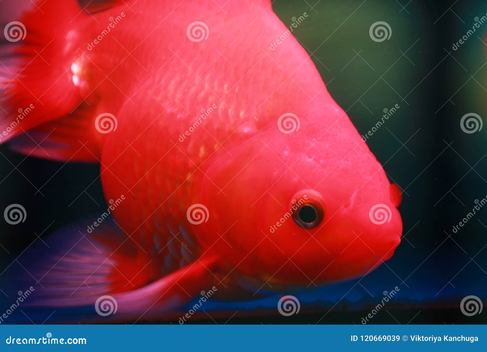 Foto Del Pez De Colores Rojo Imagen de archivo - Imagen de primer, cubo ...