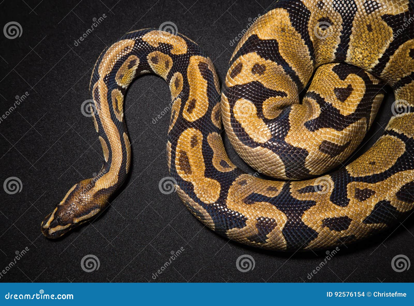 Foto del pitone reale fotografia stock. Immagine di animale - 92576154