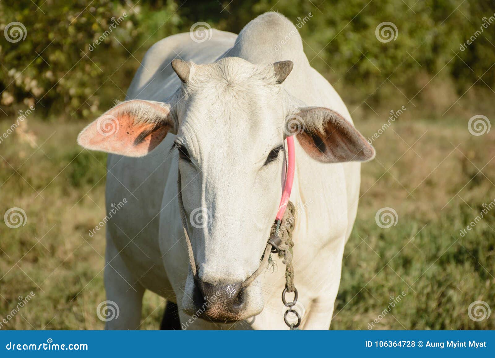 Foto Del Primer De La Vaca Blanca Foto de archivo - Imagen de ambiente ...