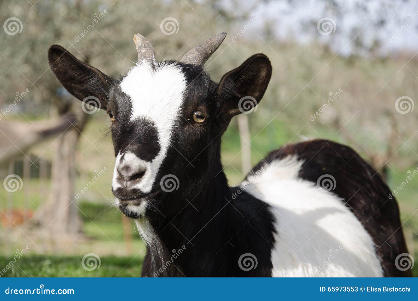 Foto Della Capra Nana Nigeriana Immagine Stock - Immagine di colpo ...