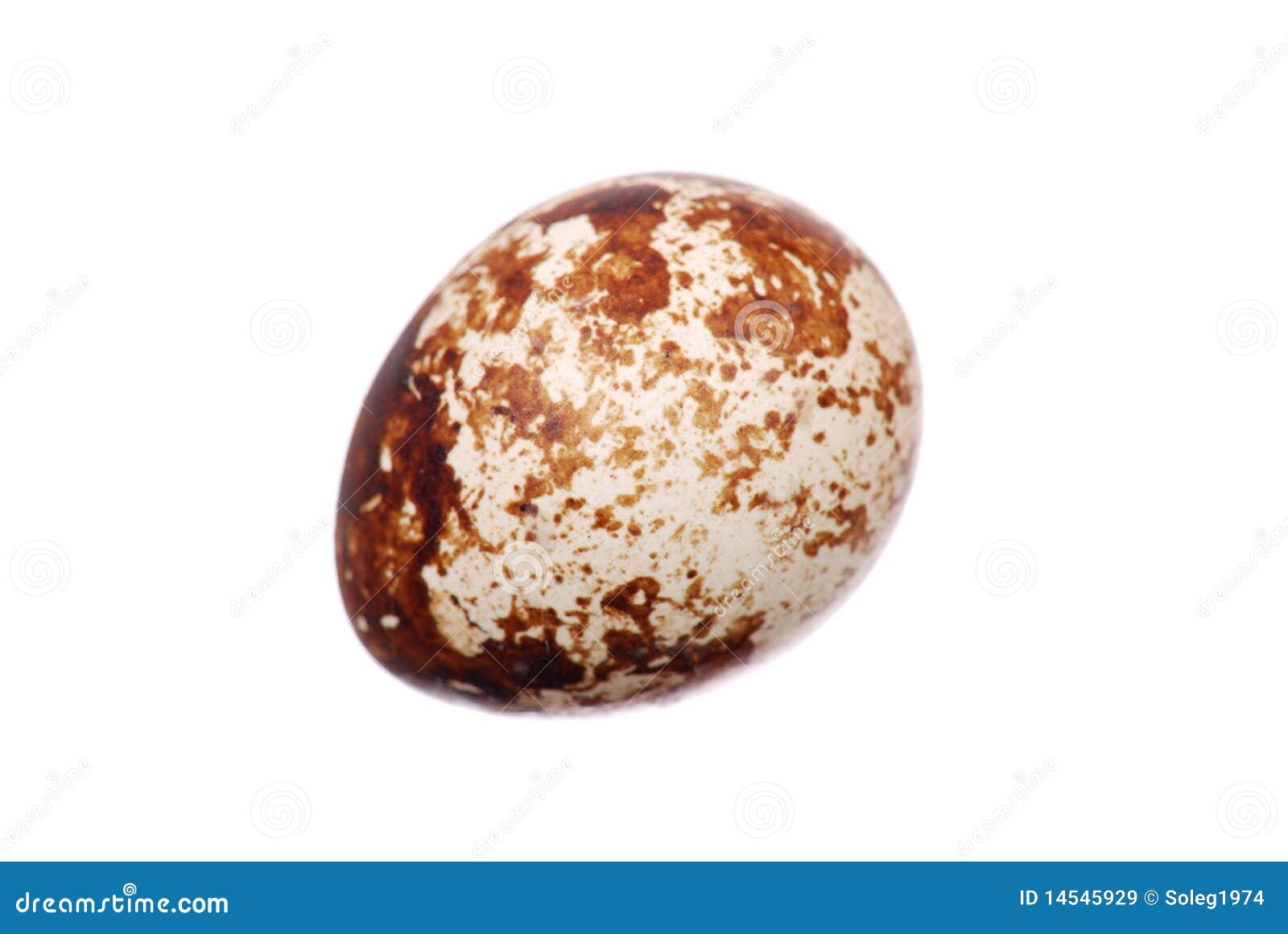 Foto des Wachteleies stockbild. Bild von tier, ostern - 14545929