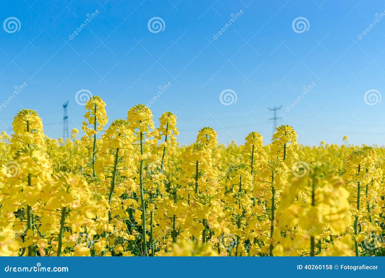 Foto Do Canola, Flor Da Colza Foto de Stock - Imagem de botânica ...