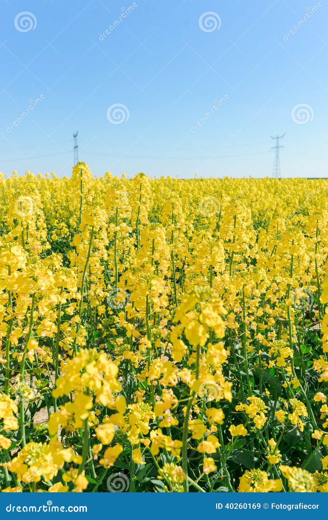 Foto Do Canola, Flor Da Colza Imagem de Stock - Imagem de cultivado ...