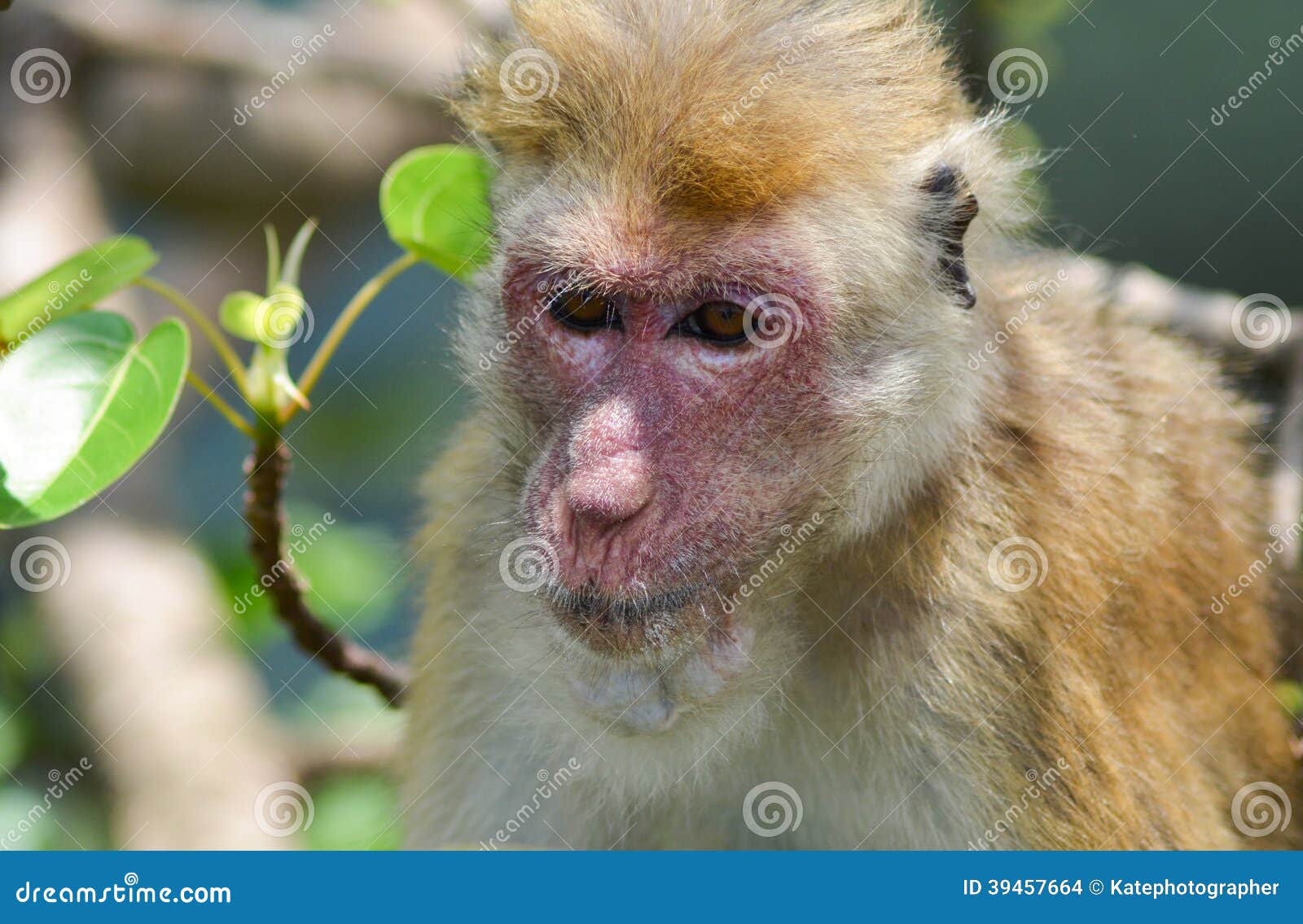 Foto Do Close Up Do Macaco Velho Com Cara Vermelha. Foto de Stock ...