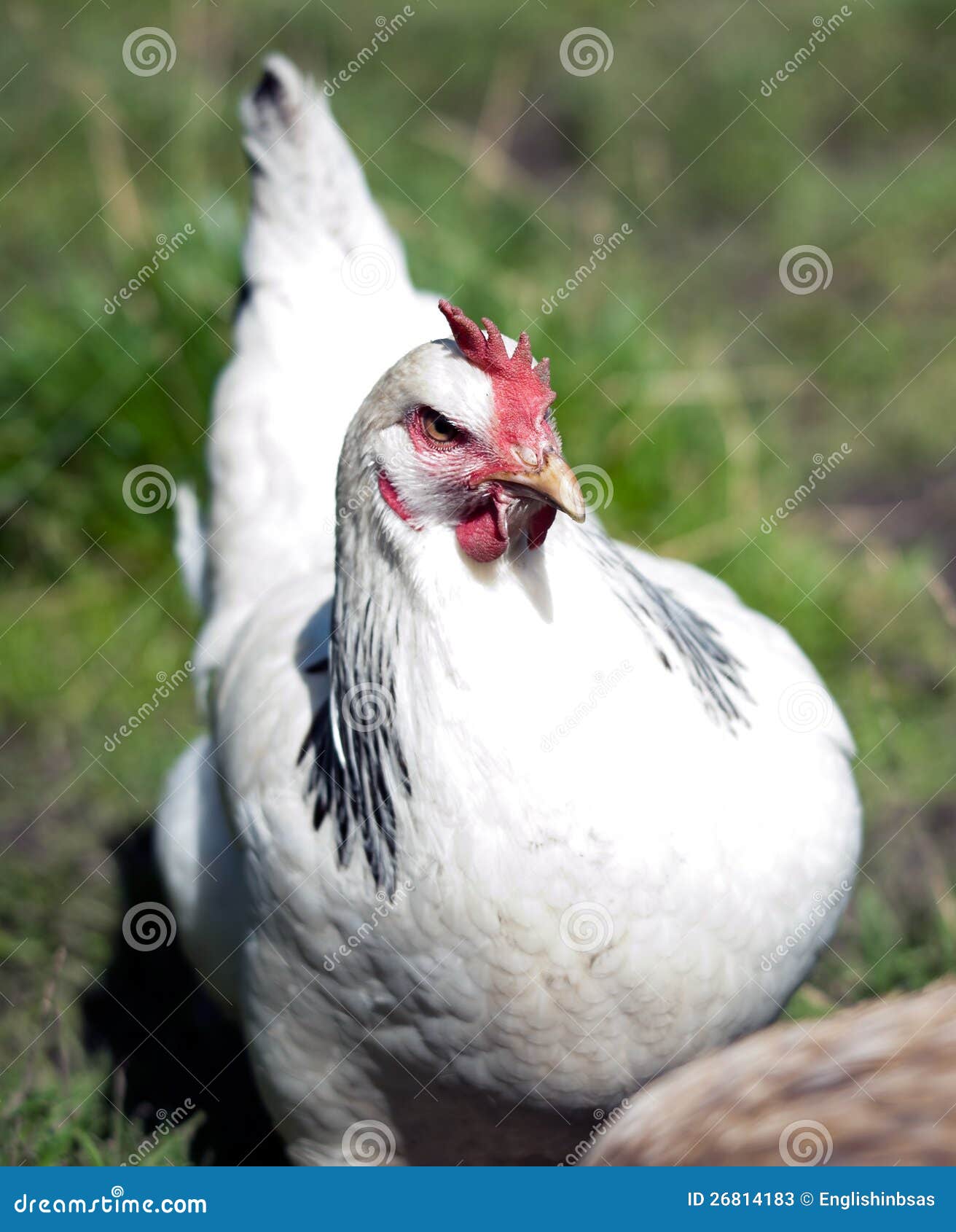 Foto eines Huhns stockbild. Bild von bauernhof, hähnchen - 26814183