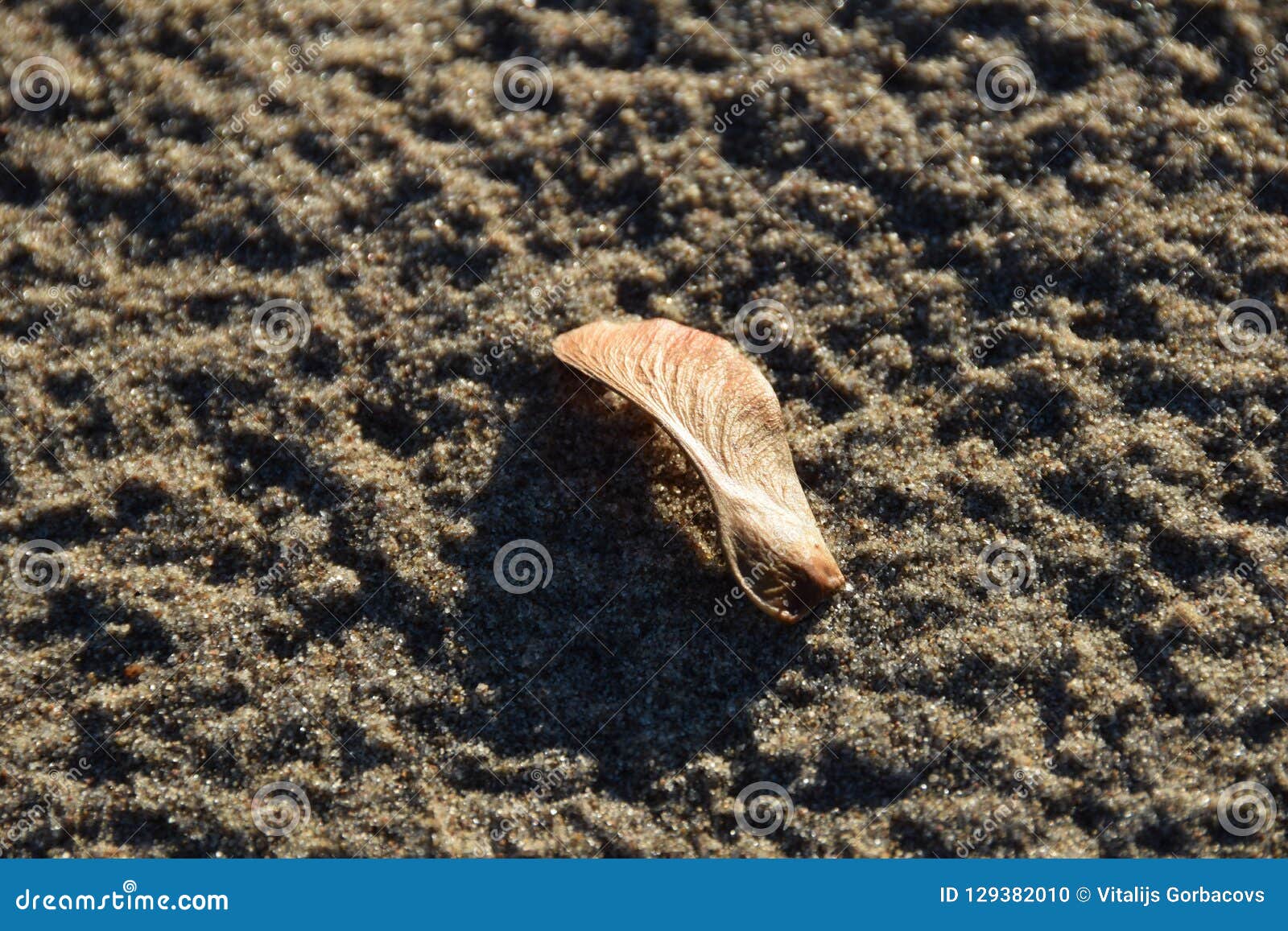 Foto Macra De Hojas Secas En Una Arena Foto de archivo - Imagen de ...