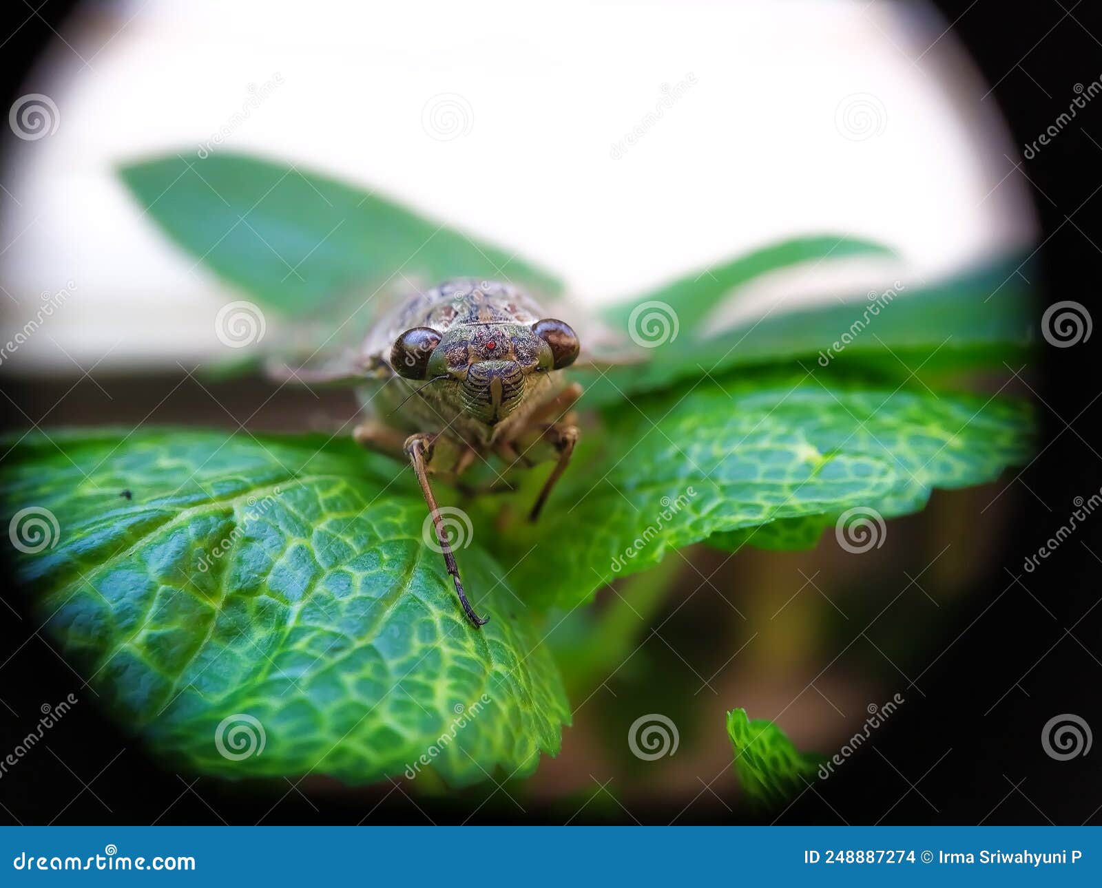 Foto Macro De Insectos En Una Hoja Foto de archivo - Imagen de foto ...