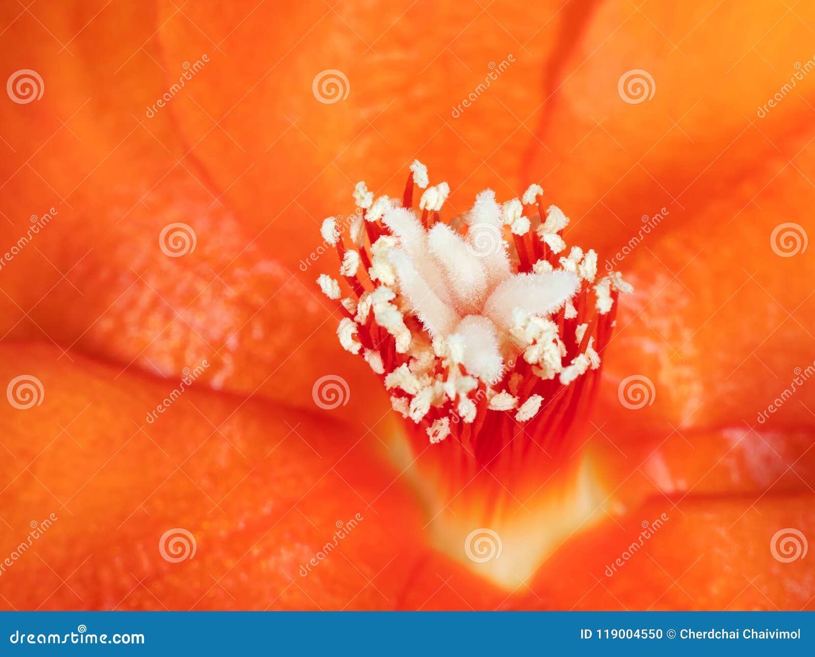 Foto Macro Do Estigma E Do Estame De Rose Cactus Isolated Em Peta Foto ...