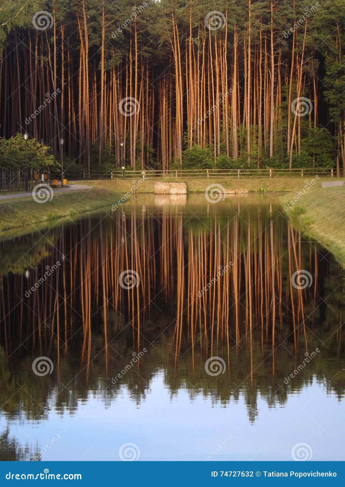 Foto reflection stock photo. Image of forest, reflection - 74727632