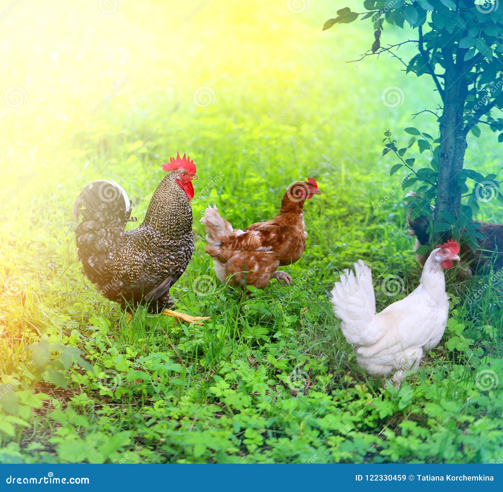 Foto Van Een Grappige Grappige Haan En Kippen Stock Afbeelding - Image ...