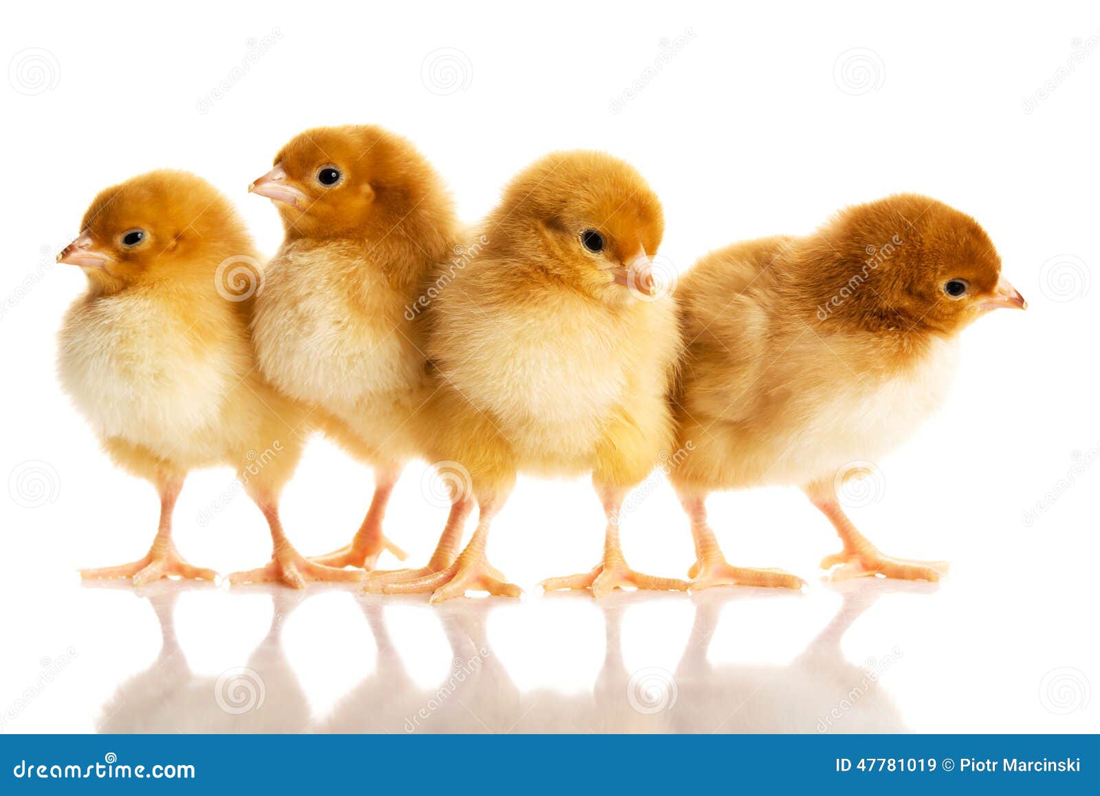 Foto Van Kleine Leuke Kippen Stock Afbeelding - Image of pluis ...