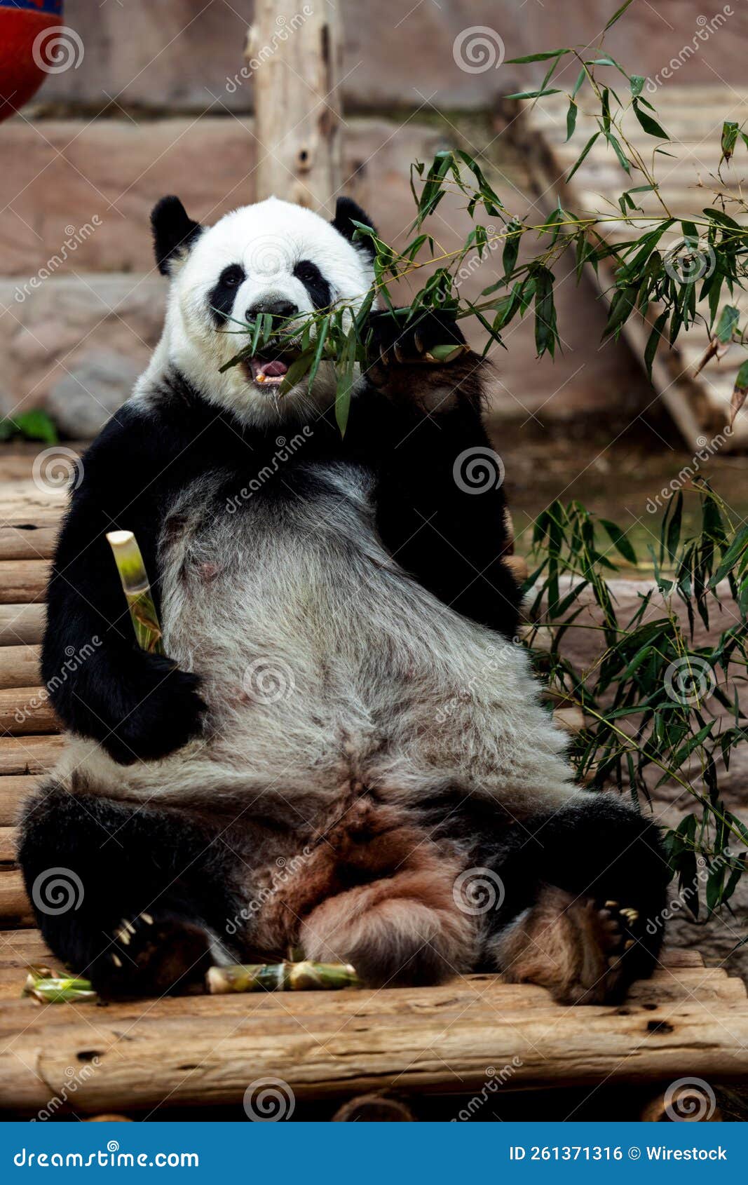 Foto Vertical De Um Panda Sentado E Comendo Folhas Foto de Stock ...