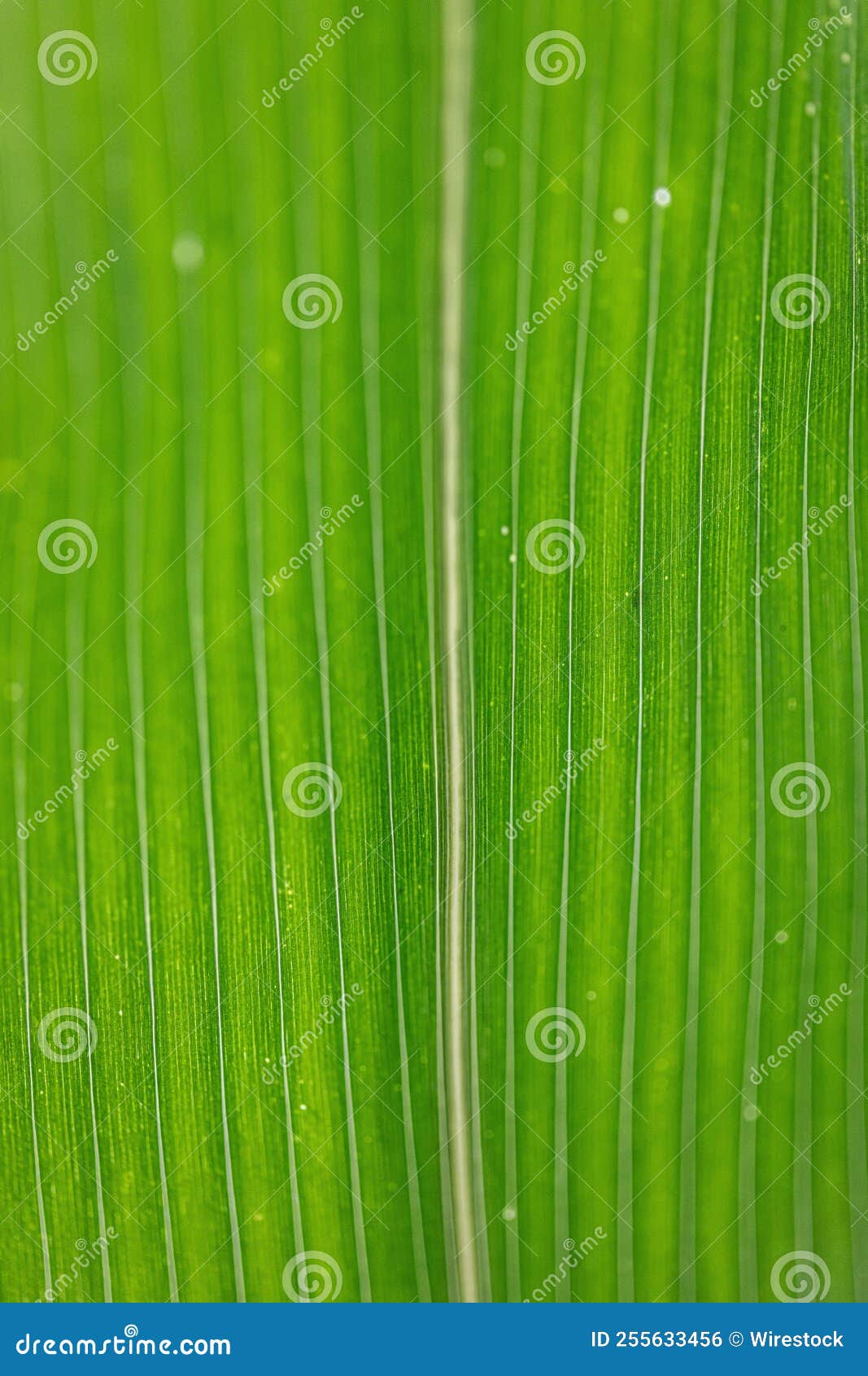 Foto Vertical De Uma Folha De Milho Verde Foto de Stock - Imagem de ...