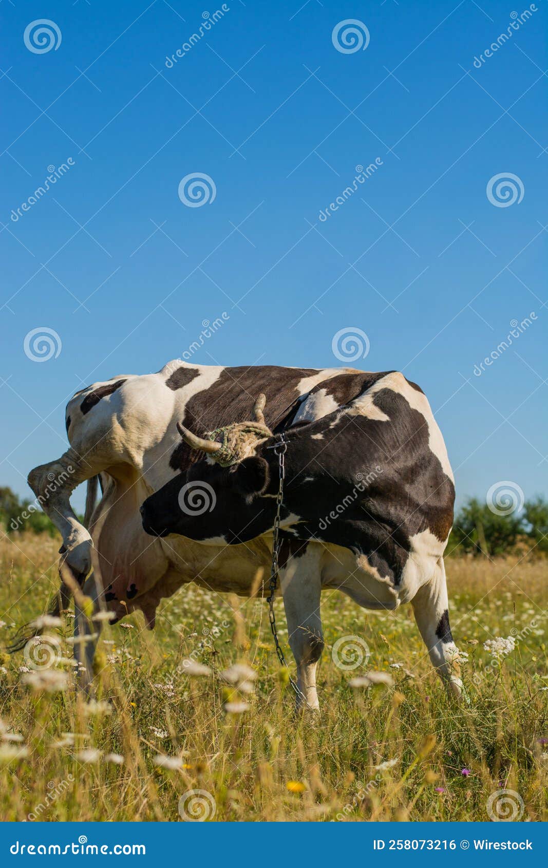 Foto Vertical De Una Vaca En Pradera Foto de archivo - Imagen de vaca ...