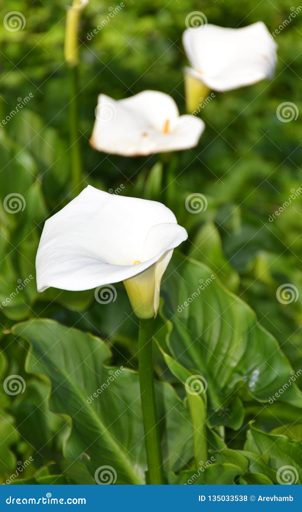 Fotografía Del Primer De La Flor De La Cala Foto de archivo - Imagen de ...