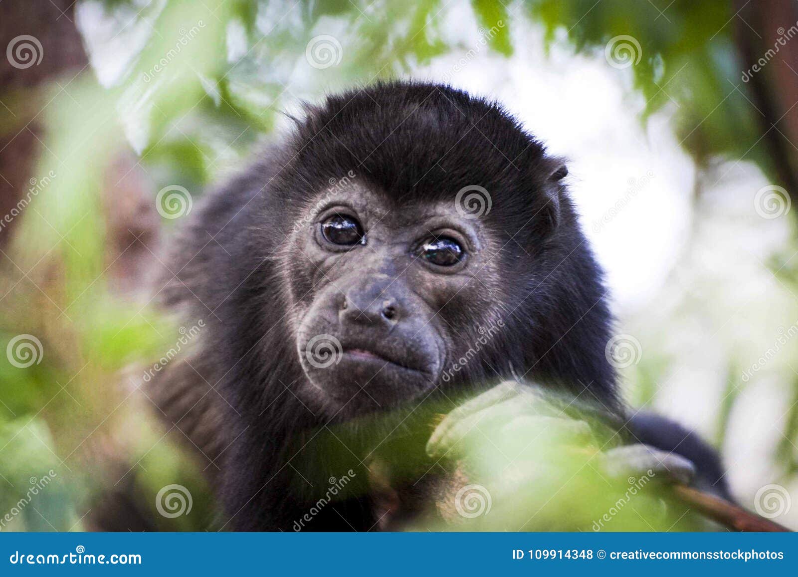 Fotografi Av Svart Apa Bild. Bild: 109914348