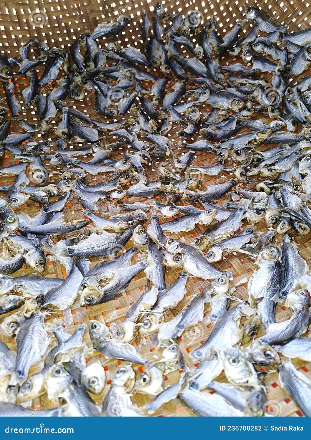 Fotografia de peixe seco foto de stock. Imagem de réptil - 236700282