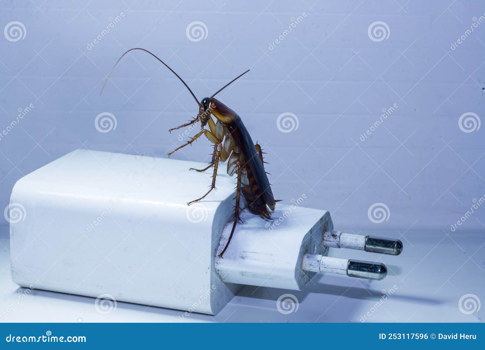 Fotografia De Uma Barata Em Pano De Fundo Branco Foto de Stock - Imagem ...