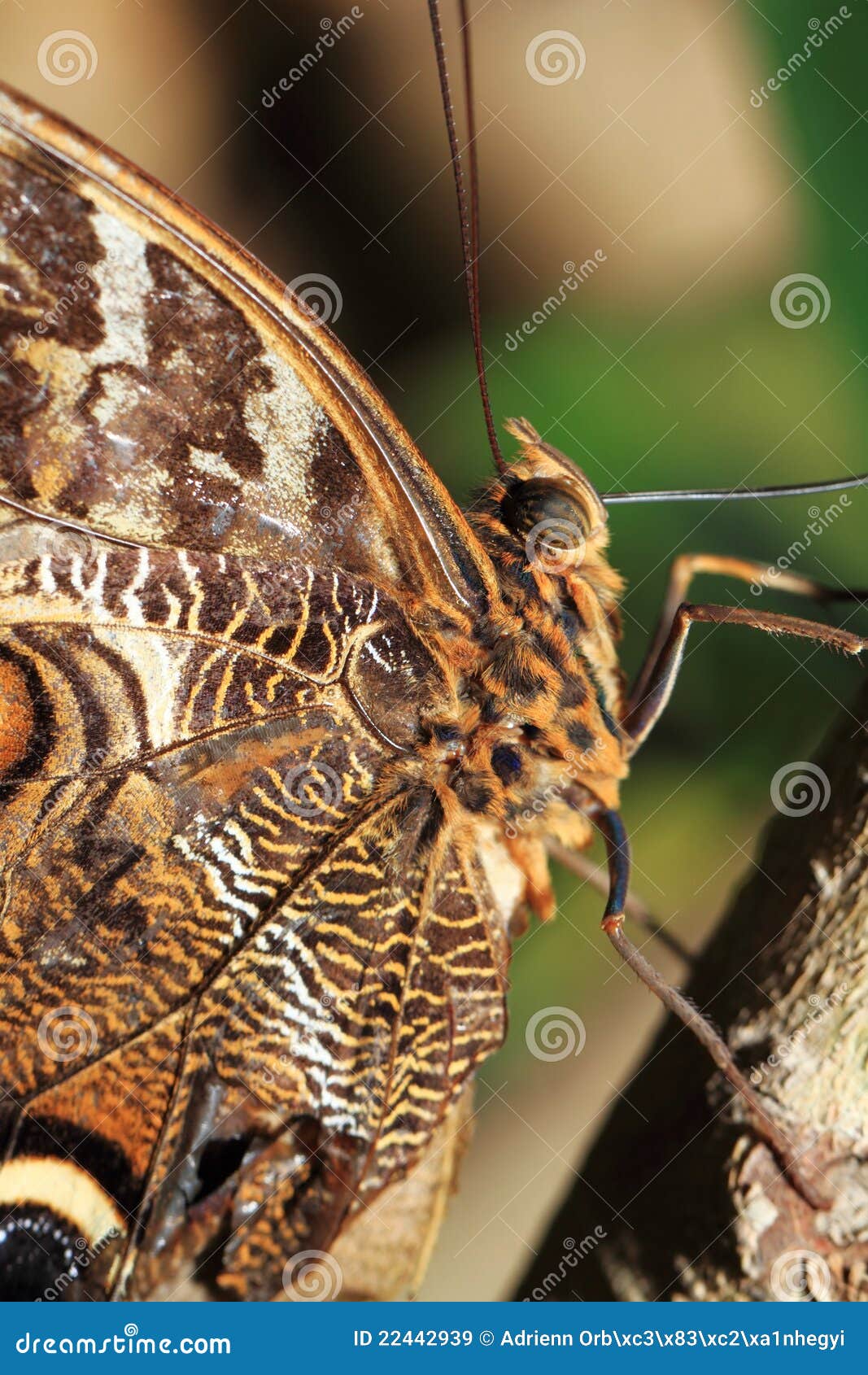 Fotografia a Macroistruzione Di Un'ala Della Farfalla Immagine Stock ...