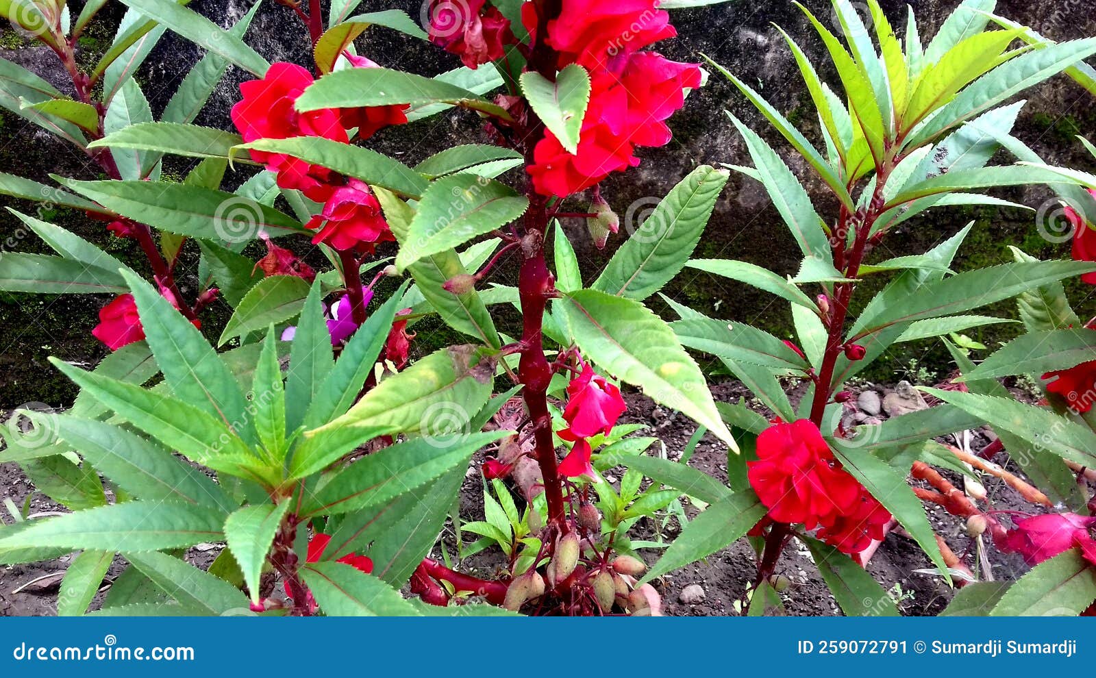 Fotografische Darstellung Einer Pflanze Mit Roten Blumen. Stockbild ...