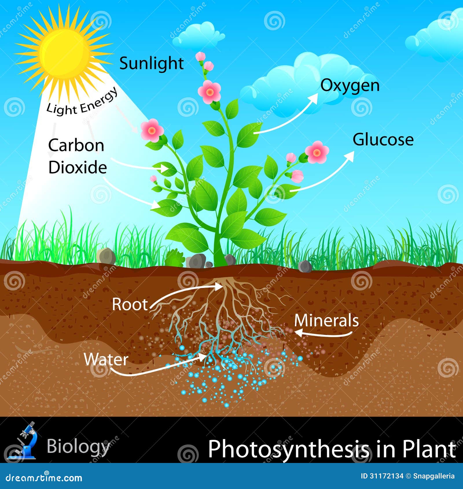 Fotosíntesis En Planta Imagenes de archivo - Imagen: 31172134