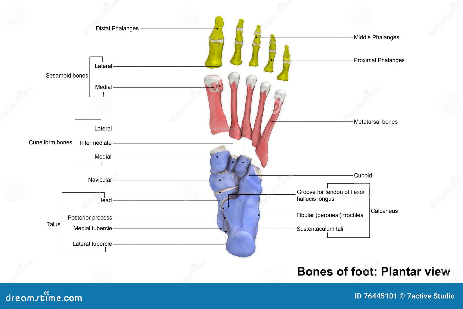 FotPlantersikt fotografering för bildbyråer. Bild av framfot - 76445101