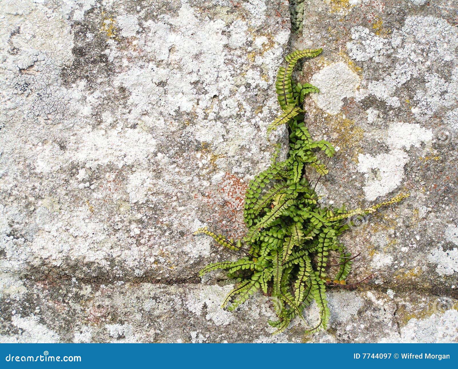 Fougère sur le mur image stock. Image du vigueur, brutal - 7744097