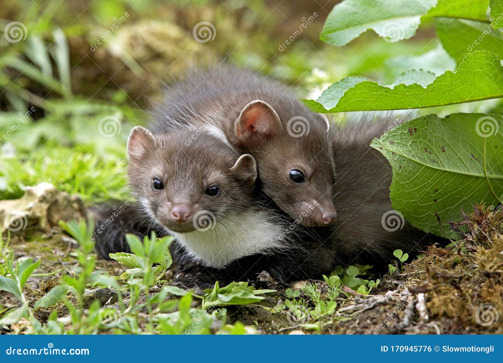 FOUINE-Martes foina stockfoto. Bild von draussen, stein - 170945776