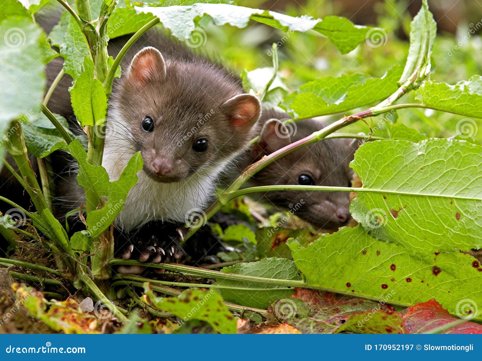 FOUINE-Martes foina stockbild. Bild von stein, säugetier - 170952197