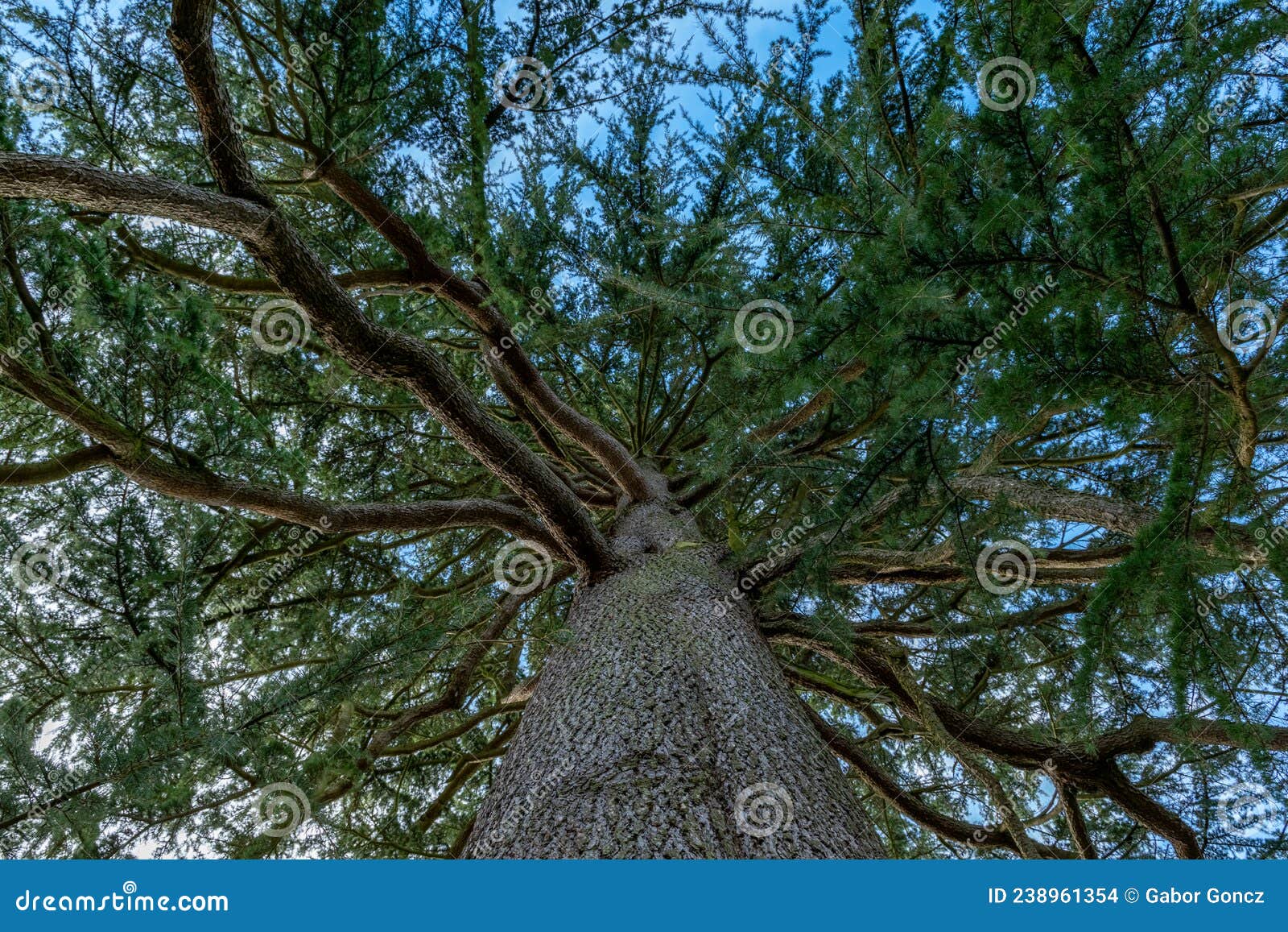Looking Up at the Green Tops of Tree Stock Photo - Image of wide, tree ...