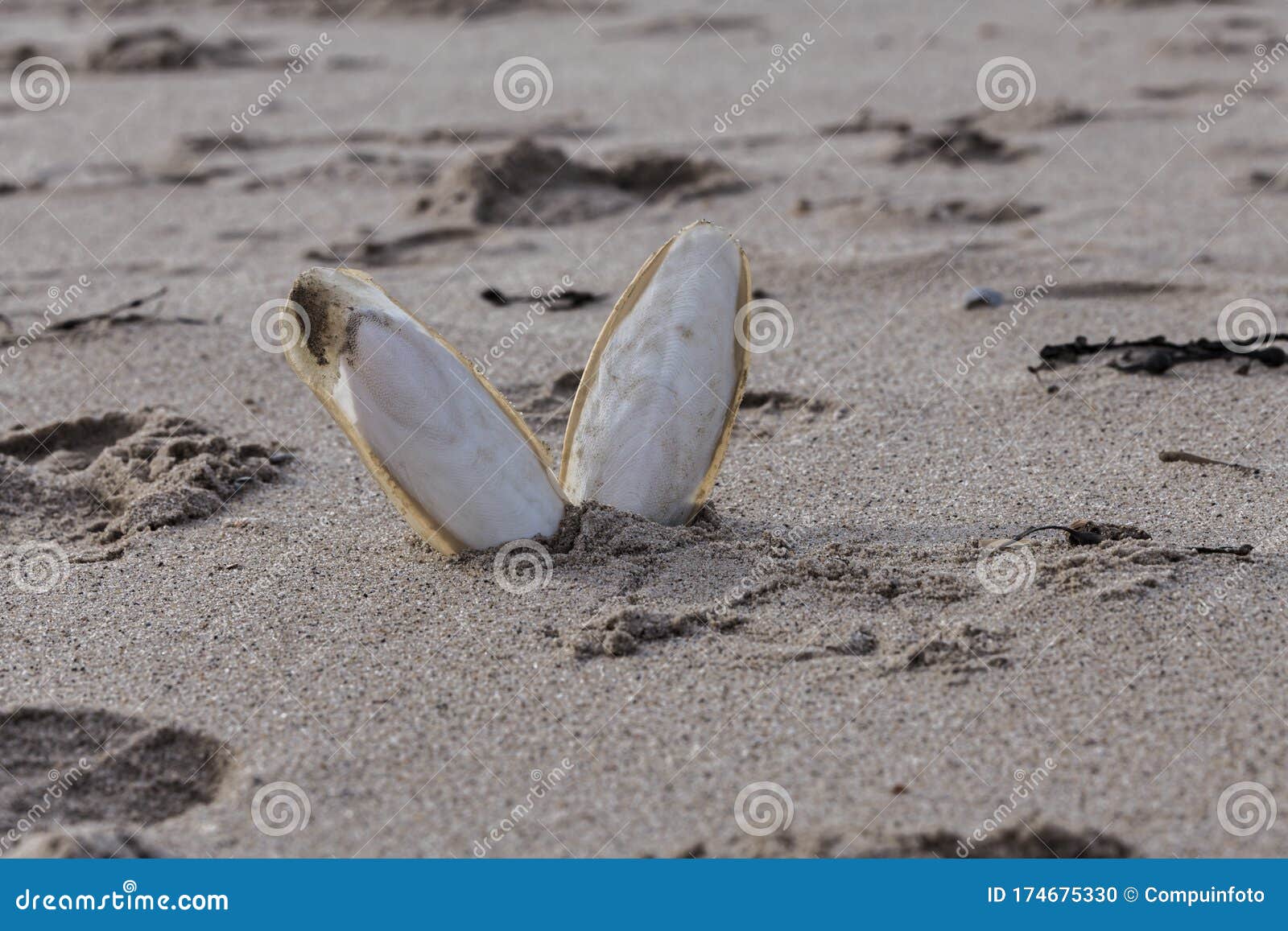 Found, Natural Cuttlefish Bone Aka Cuttlebone Stock Photo - Image of ...