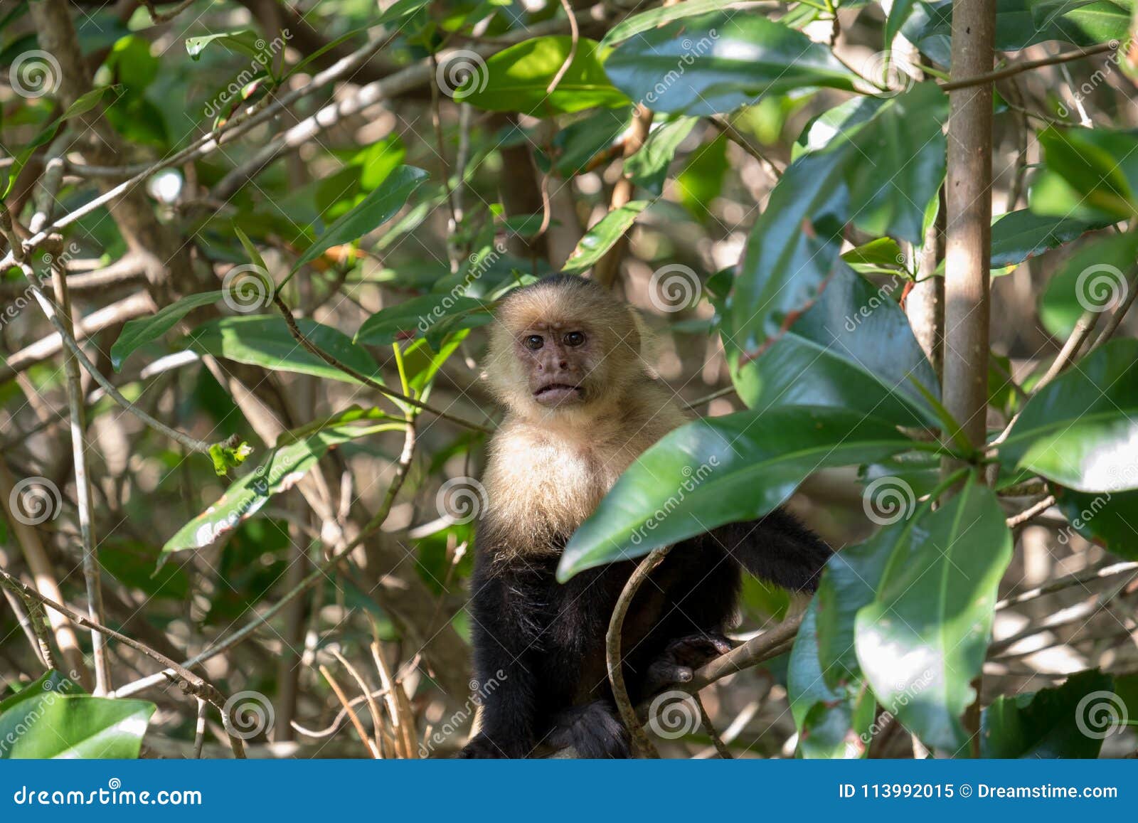 White Face Capuchin Monkey Costa Rica Stock Image - Image of white ...
