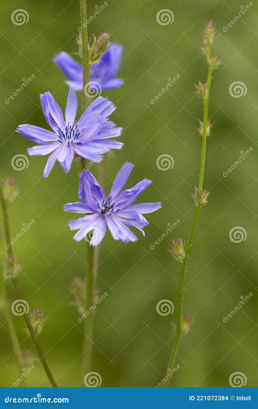 A Macro View of Three Blue Chicory Flowers Stock Photo - Image of ...