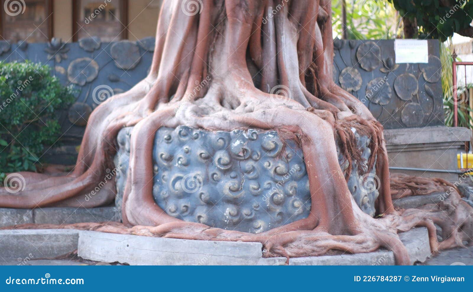 Plant, Tree, Tree Roots, Foundation, Convered Stock Image - Image of ...