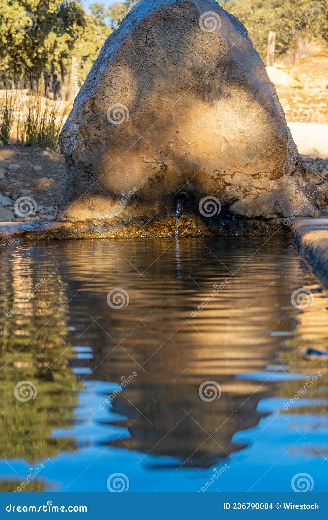 Fountain, Cattle Watering Place in the Forest Stock Photo - Image of ...