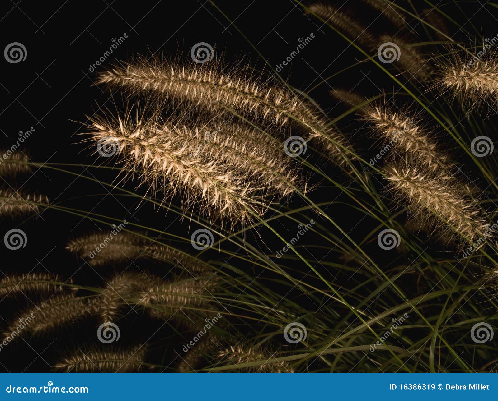 Fountain grass at night stock image. Image of pennisetum - 16386319