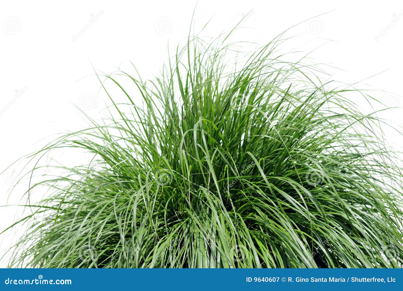 Fountain Grass, Dwarf Fountain Grass, Foxtail Fountain Grass, Swamp ...