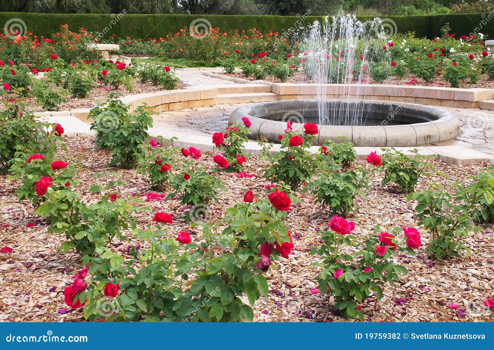 Fountain and Roses in the Park Stock Photo - Image of rothschild ...