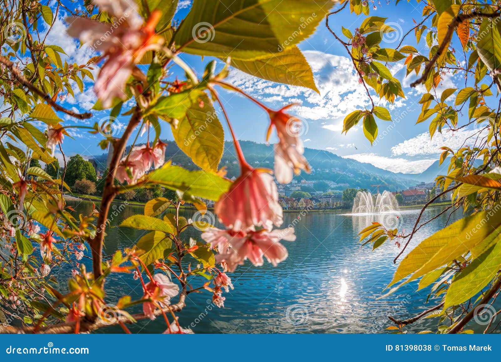Fountain with Spring Tree in Bergen, Norway Stock Photo - Image of ...